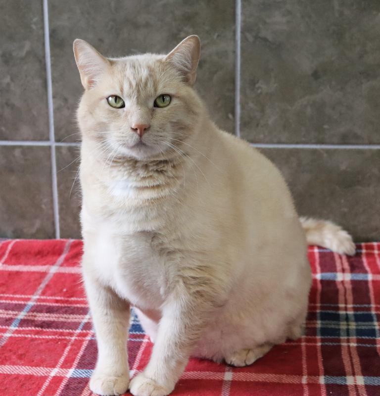 Fayetteville Animal Services Adoption Search Results