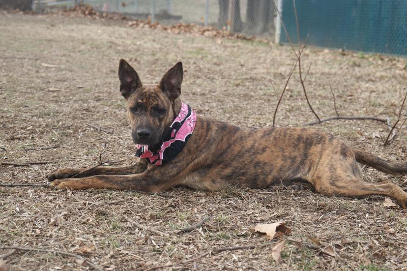 Fayetteville Animal Services Adoption Search Results