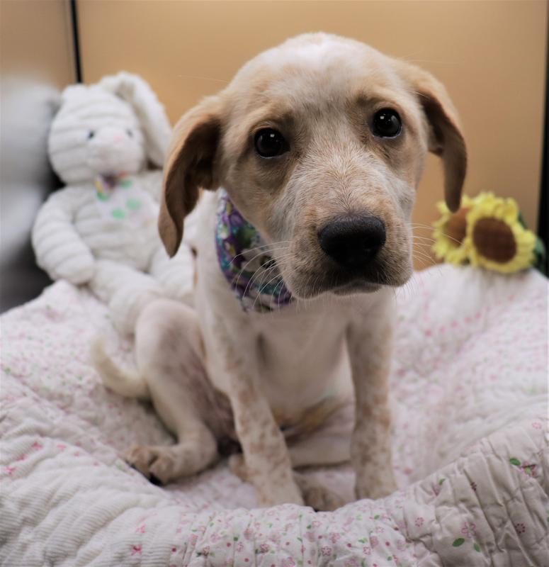 Fayetteville Animal Services Adoption Search Results