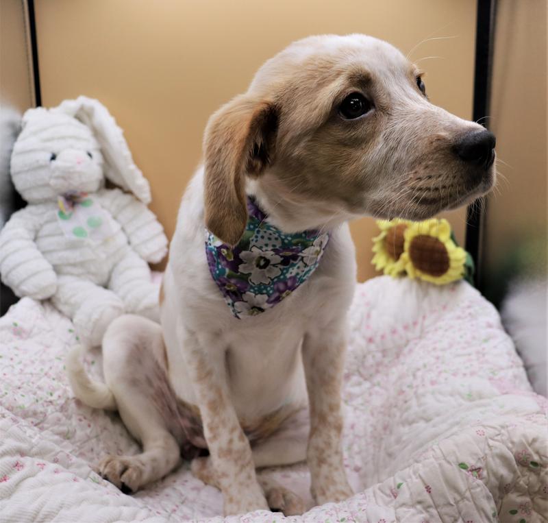 Fayetteville Animal Services Adoption Search Results