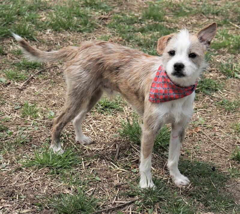 Fayetteville Animal Services Adoption Search Results