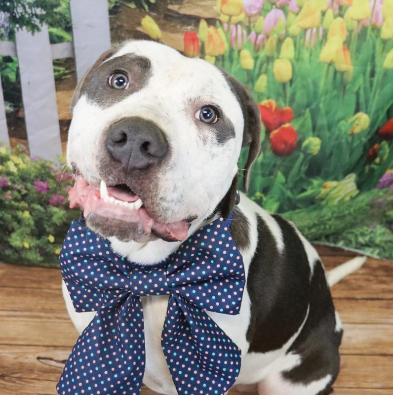 Fayetteville Animal Services Adoption Search Results