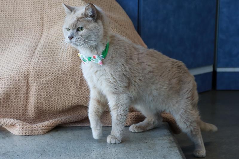 Fayetteville Animal Services Adoption Search Results