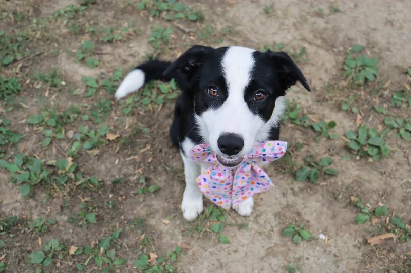 Fayetteville Animal Services Adoption Search Results