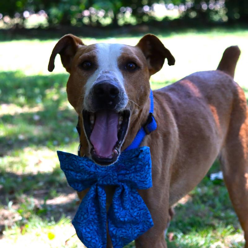 Fayetteville Animal Services Adoption Search Results