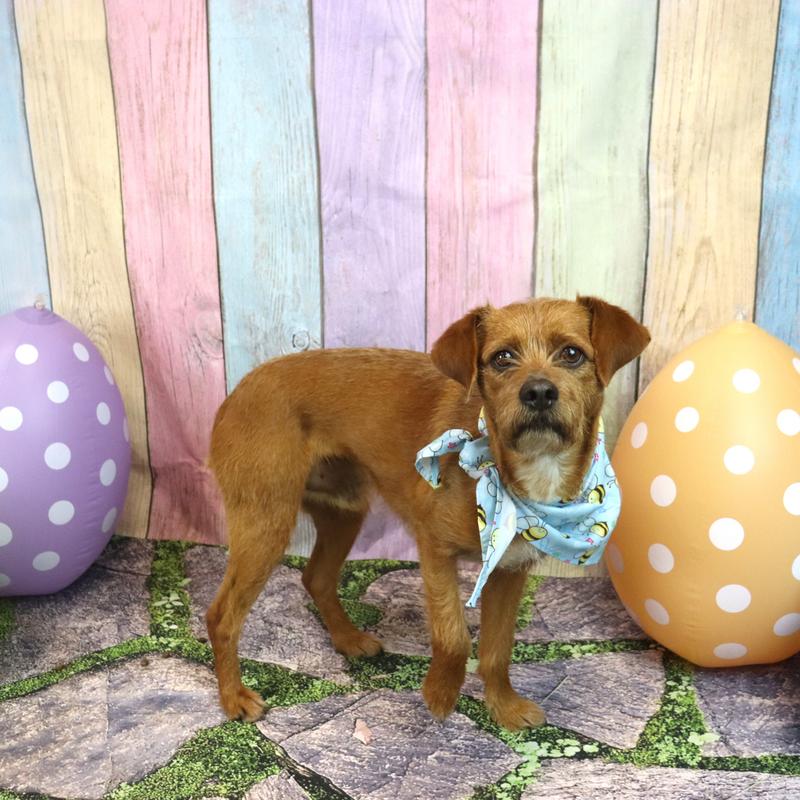 Fayetteville Animal Services Adoption Search Results