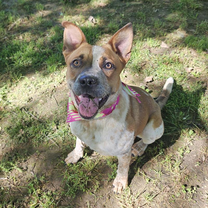 Fayetteville Animal Services Adoption Search Results