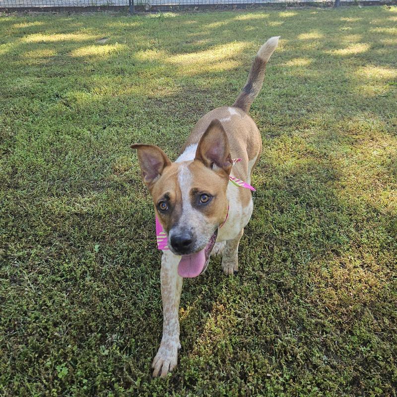 Fayetteville Animal Services Adoption Search Results