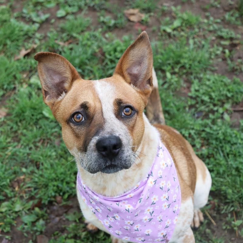 Fayetteville Animal Services Adoption Search Results