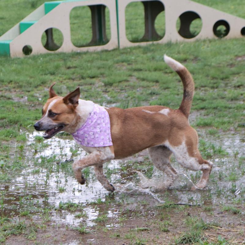 Fayetteville Animal Services Adoption Search Results