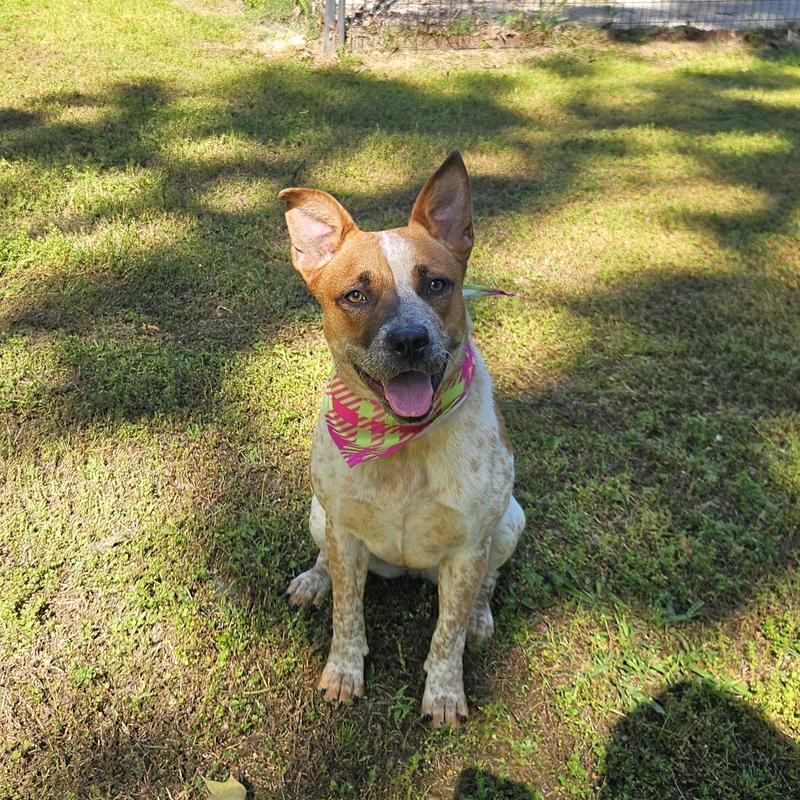 Fayetteville Animal Services Adoption Search Results