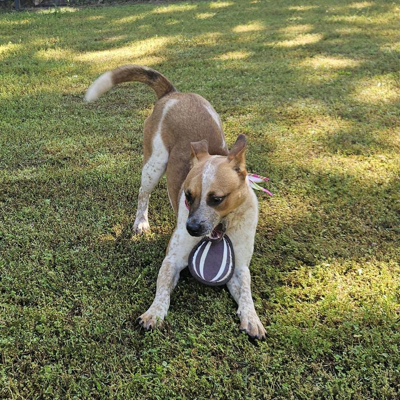 Fayetteville Animal Services Adoption Search Results