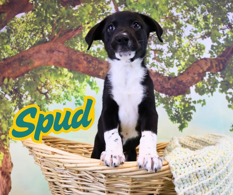 Fayetteville Animal Services Adoption Search Results