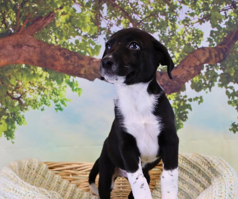 Fayetteville Animal Services Adoption Search Results