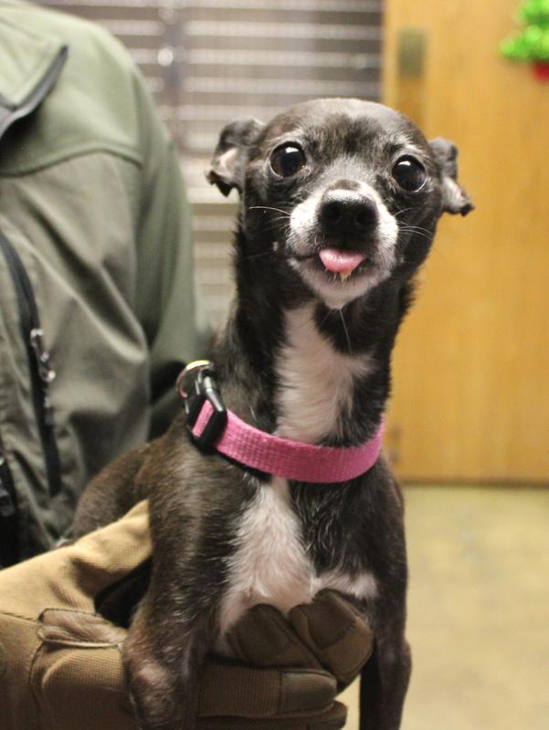 Fayetteville Animal Services Adoption Search Results